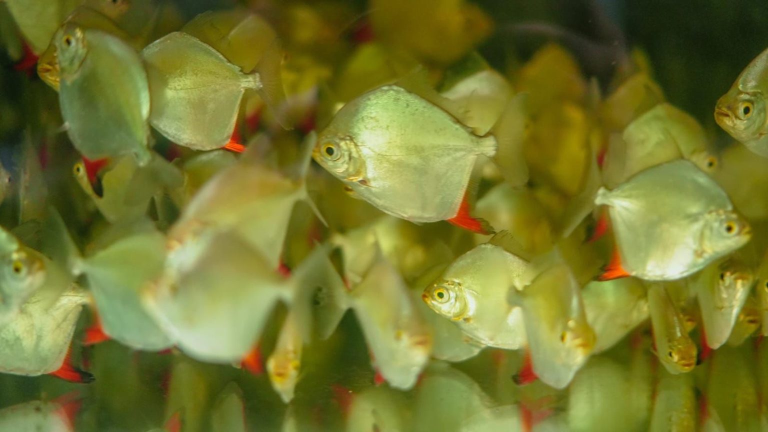 AUNAP impulsa el desarrollo sostenible del sector de peces ornamentales ...